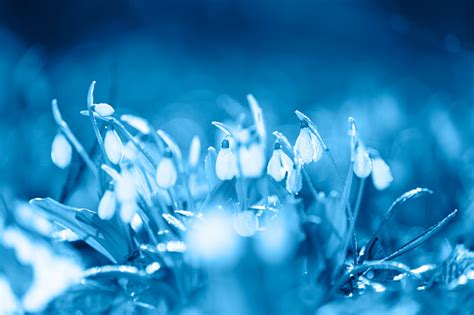 2020 년의 색상 스 리 셀러 블루 봄 숲에서 아름다운 눈방울 부드러운 봄 꽃 은 봄의 도착을 상징 하는 온난화의 선구자 스노우 드롭 갈란투스에 대한 스톡 사진 및 기타