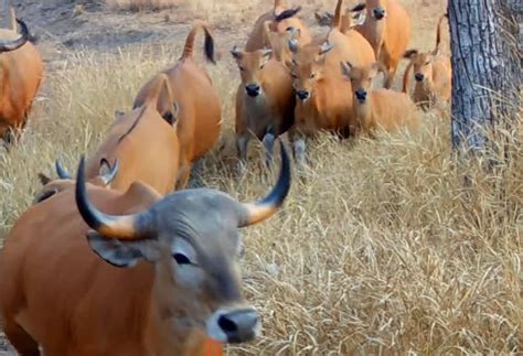 លោក នេត្រ ភក្ត្រា ៖ កម្ពុជានៅតែជាកន្លែងដែលមានវត្តមានសត្វទន្សោងច្រើនជាងគេនៅលើពិភពលោក នគរដ្រេហ្គន