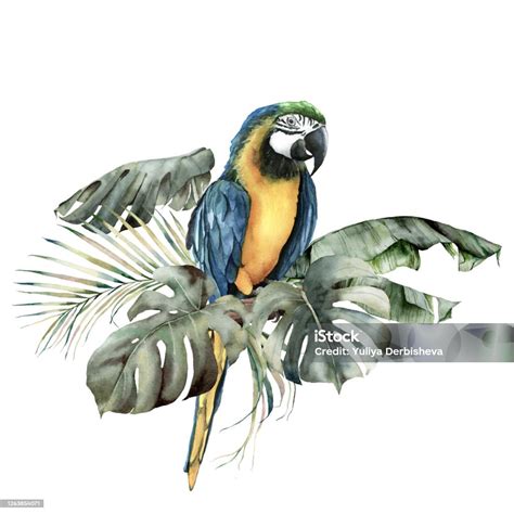 앵무새와 야자수 잎을 가진 수채화 열대 카드 손으로 그린 바나나 코코넛 몬스터 나뭇잎 디자인 인쇄 또는 배경을 위해 흰색 배경에