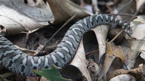 How To Tell The Sex Of A Snake Multiple Methods