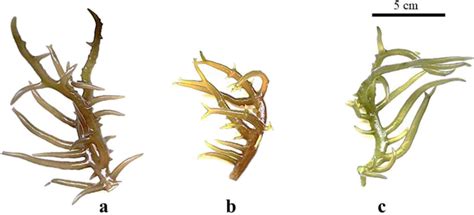 Kappaphycus Alvarezii A Pale Brown “edison De Paula” Ep Download Scientific Diagram