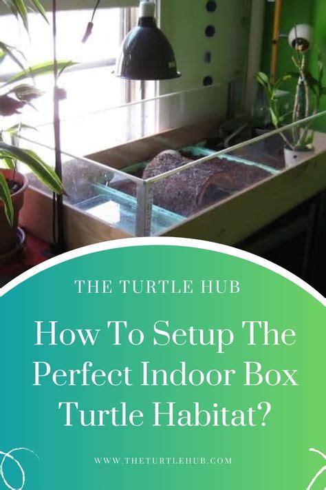 If You Are Planning To Get A Box Turtle You Must Make Some Preparations For Example You Have