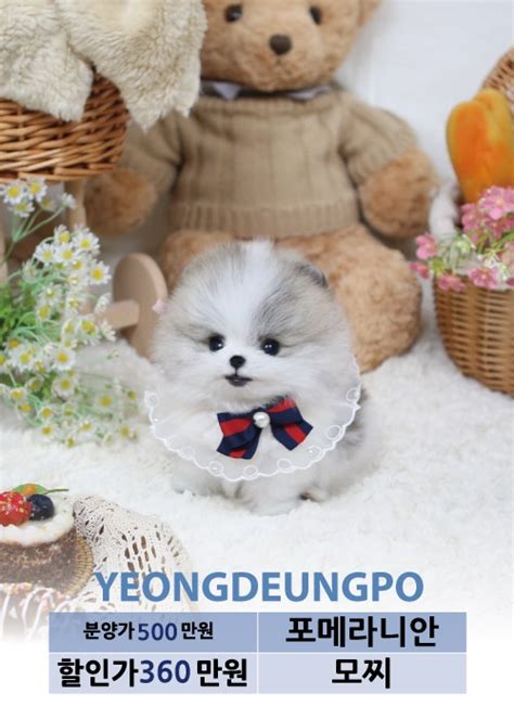 서울강아지분양포메라니안분양모찌