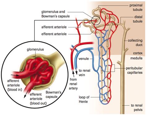 Label The Parts Of A Nephron