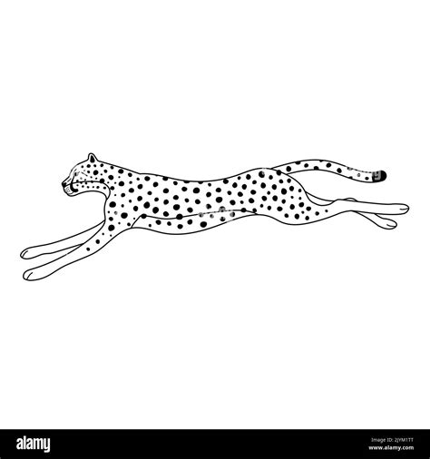 Vector Flat Jumping Outline Cheetah Isolated On White Background Stock