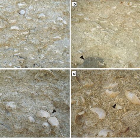 Side Views Of The Shell Bed A A Densely Packed Shell Concentrations B Download Scientific
