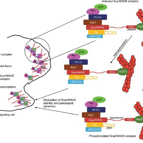 Regulation Of The Scar Wave Complex By Phosphorylation Scar Wave