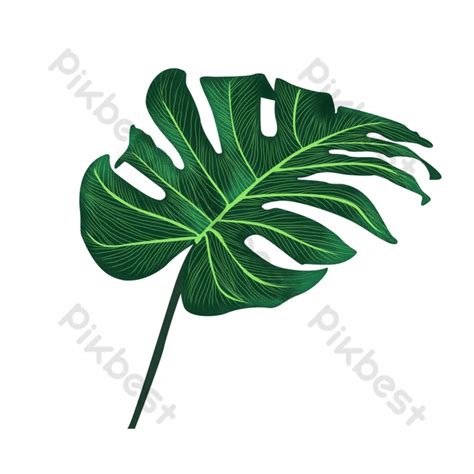 손으로 그린 소음 녹색 잎 요소 몬스 테라 잎 장식 패턴지도 일러스트 Png Psd 무료 다운로드 Pikbest