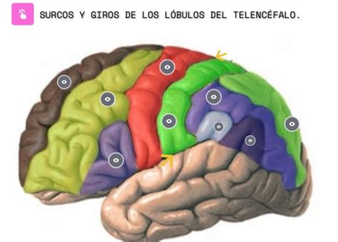 Surcos Y Giros De Los Lóbulos Del Telencéfalo