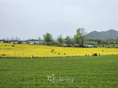 고창 청보리밭축제 35만 명 찾아 성료