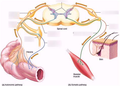 Nerve Transmission Pathways Diagram Quizlet