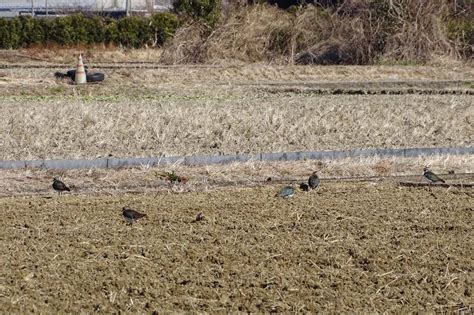 タゲリツグミたちに出会いました 伊勢志摩の旬を楽しむ親爺のブログ