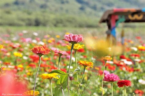 연천 임진강댑싸리공원 네이버 블로그