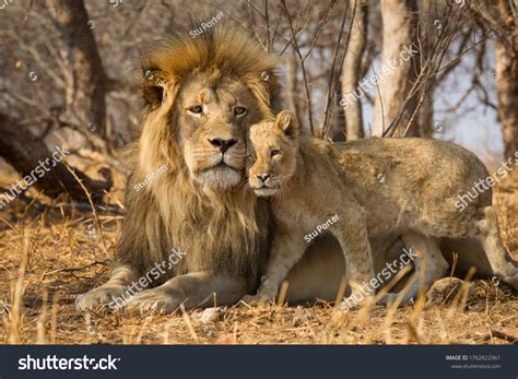 Lion Cubs With Father And Mother