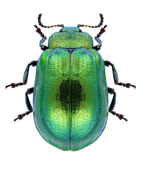 Движение при животните Опорно двигателна система