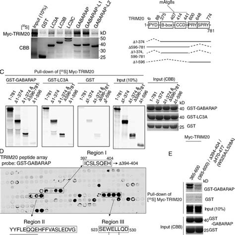 Trim21 Interacts With Autophagy Regulators And Effectors A And B