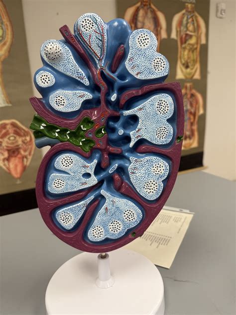 lymph node model diagram quizlet