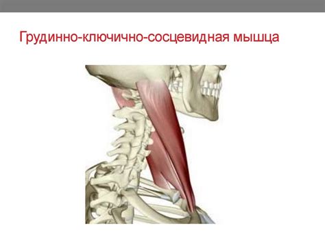 Массаж и гимнастика при врожденной мышечной кривошее презентация онлайн