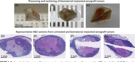Figure 1 From Biocompatibility Of Common Implantable Sensor Materials