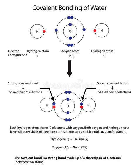 Bond Covalent Bond In Water