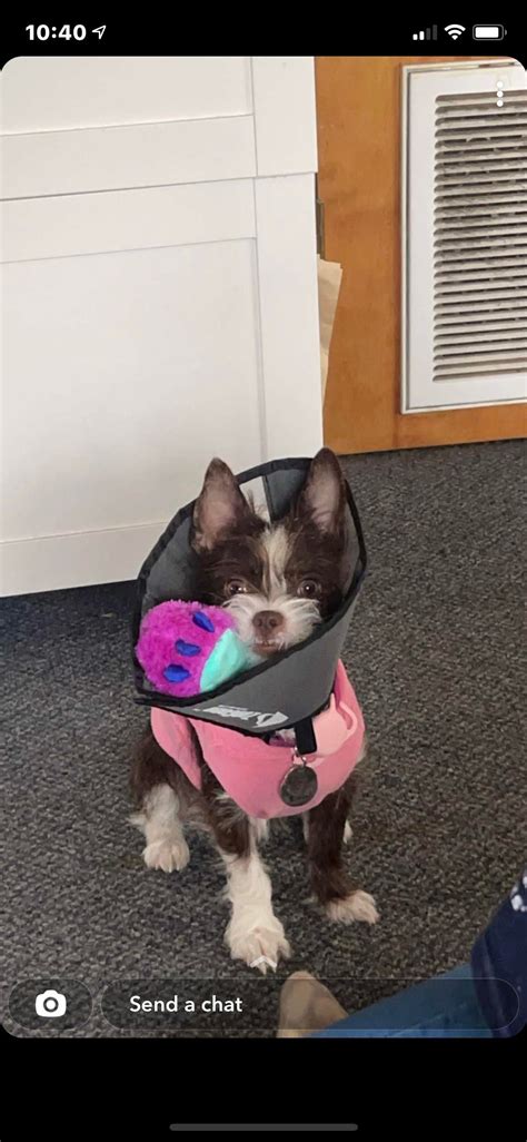 Some More Pics Of My Mini Muttjane She Has Such A Huge Personality😂