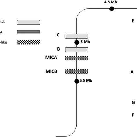 Organization Of Classical HLA Class I Nonclassical HLA And Class Download Scientific Diagram