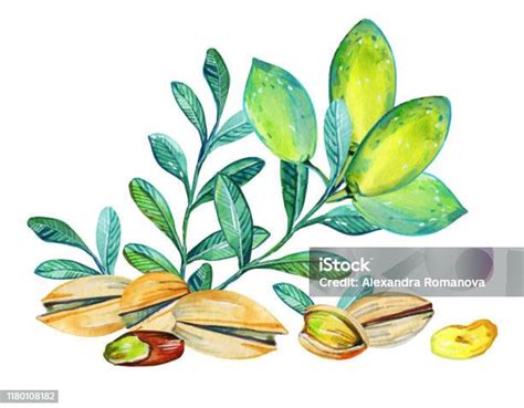 피스타치오 가지 과일 및 견과류가있는 구성 손으로 그린 수채화 일러스트 수채화에 대한 스톡 벡터 아트 및 기타 이미지 수채화 피스타치오 개체 그룹 Istock