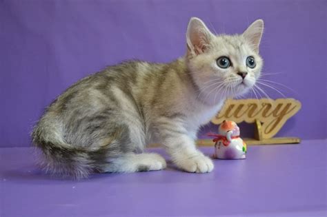 Питомник шотландских кошек Елемурри