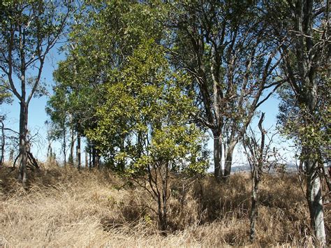 Exocarpos Latifolius”broad Leaved Native Cherry” Paten Park Native Nursery