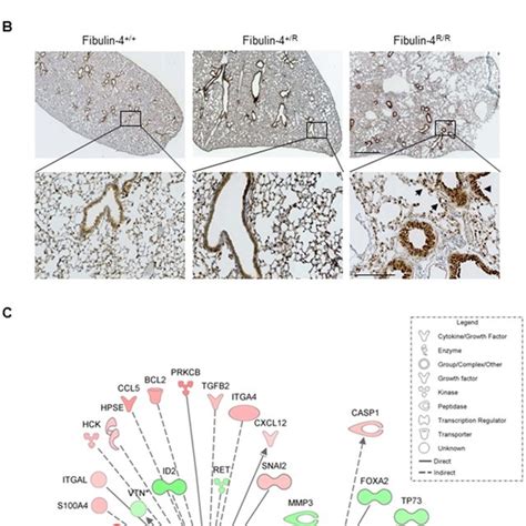 A Comparison Of The Architecture Of The Aortic Wall In Fibulin 4 Download Scientific