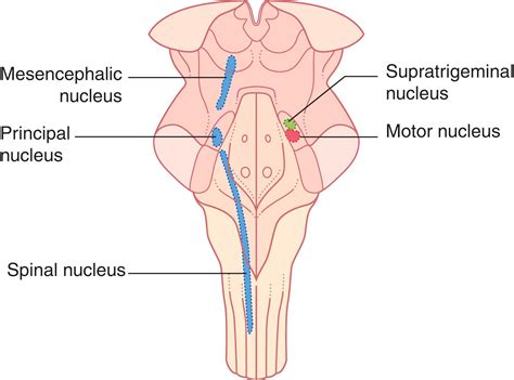 Trigeminal Nerve Clinical Tree
