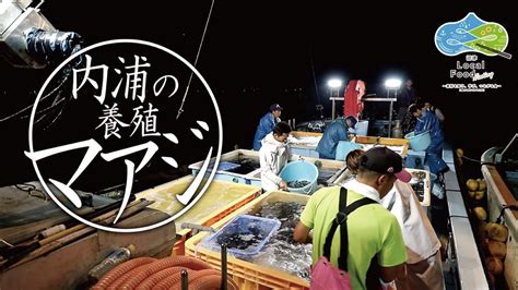 内浦の養殖マアジ 漁師 大沼健一さん YouTube