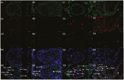 Whole Transcriptome Sequencing Reveals Core Genes Related To Spermatogenesis In Bactrian Camels