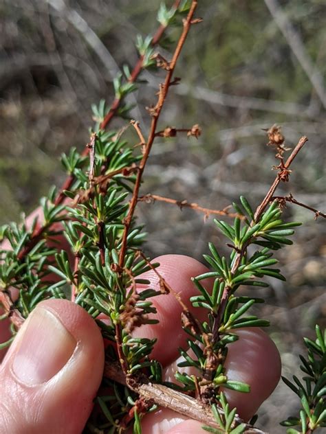 Chamise Search Native Plant Hub
