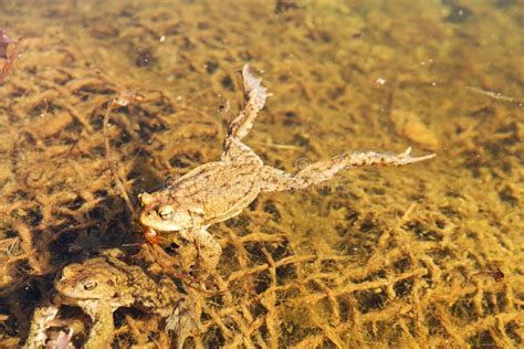 Froggy Sex Stock Image Image Of Life Pond Frisky Tadpoles 39029035