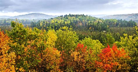 Temperate Deciduous Forest Europe
