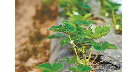 Какво да се прави в градината през септември Български Фермер