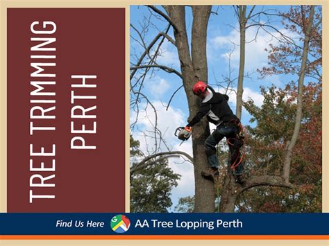 AA Tree Lopping Perth Flickr