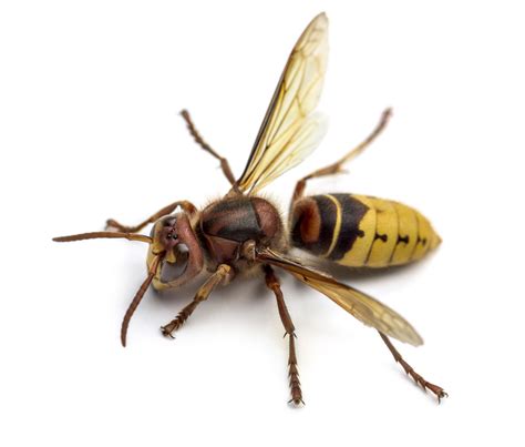 Wasp Yellow Jacket And Bee Sting Symptoms Diagnosis And Treatment