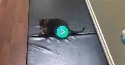 joey doesn t share churus album on imgur