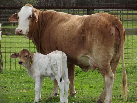 Cow And Calf Pair In A Green Pasture