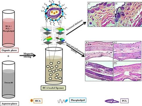 用于受控局部给药的载有氢化可的松的脂质 聚合物杂化纳米颗粒：配方设计优化以及体外和体内评估 Acs Omega X Mol