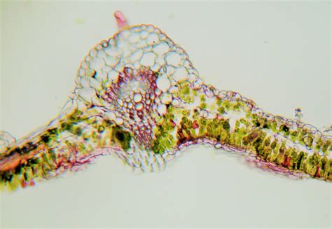 Soybean Digital Herbarium Of Crop Plants