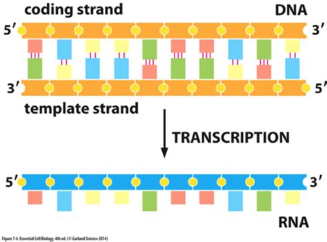 Cell Phys Chapter 7 Flashcards Quizlet