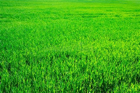 Grass Texture Stock Image Image Of Plant Grass Scenery 263533187