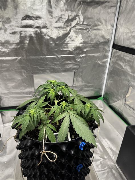 Auto Showing Sex At 21 Days How Many More Till Flowering Begins R