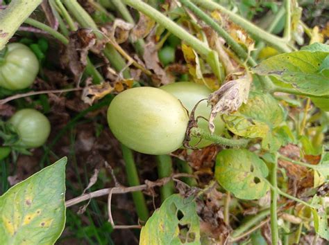 Fruit Ripeness Object Detection Model By Radi Amr