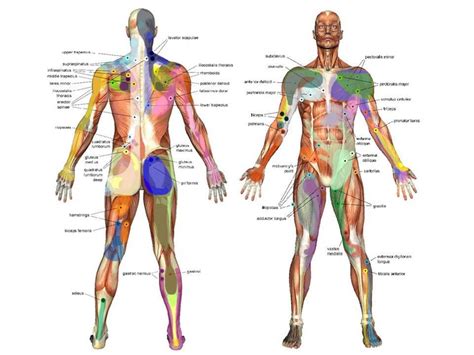 Trigger Points Trigger Point Massage Trigger Point Therapy