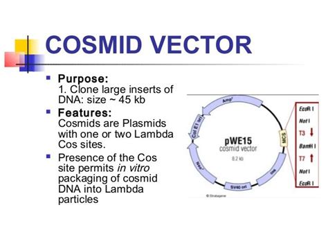 Difference Between Plasmid And Cosmid Lasopaconsulting