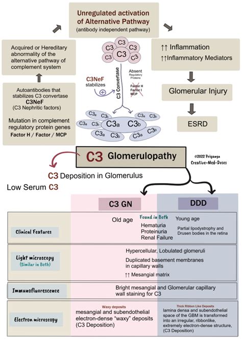 C3 Glomerulopathy Creative Med Doses